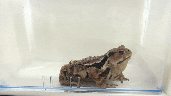 Toad Eats Beetle, Immediately Regrets It — Watch Retching Aftermath ...