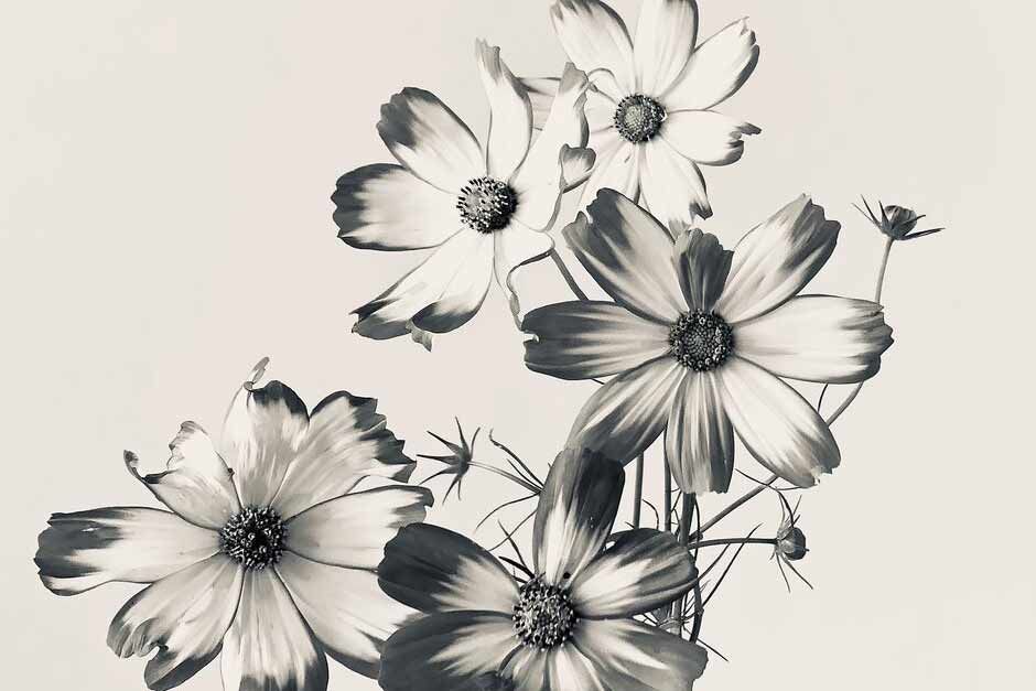 Royal Horticultural Society brings world-class botanical photography to ...