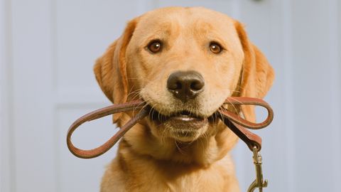 If dogs could talk: 32 things your dog would say | PetsRadar