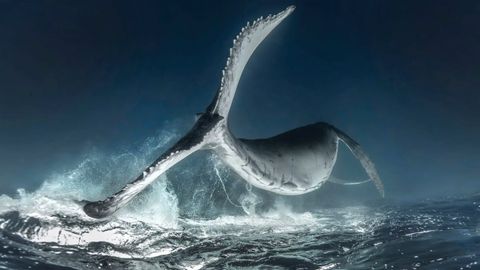 Breathtaking whale shot wins Through Your Lens photo competition ...