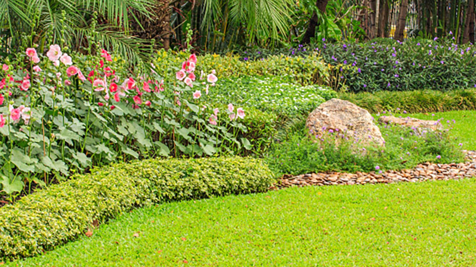 When to plant hollyhock seeds: for a spectacular show | Homes and Gardens