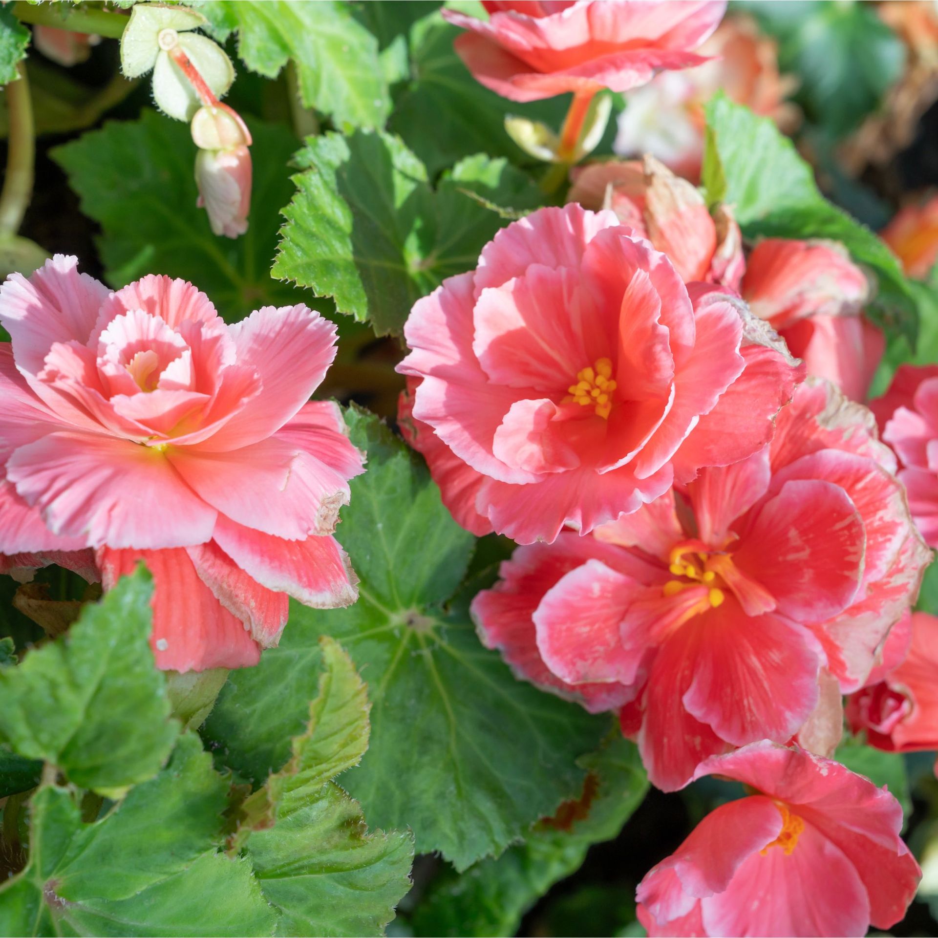 7 annual flowers that don't need deadheading | Ideal Home