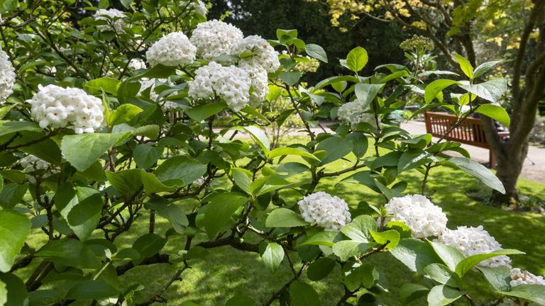 How to cut back shrubs: 8 expert pruning tips | Homes and Gardens