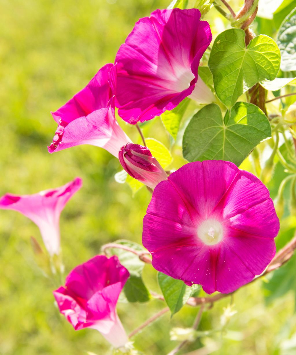 Morning glory care and growing guide: tips for these climbers ...