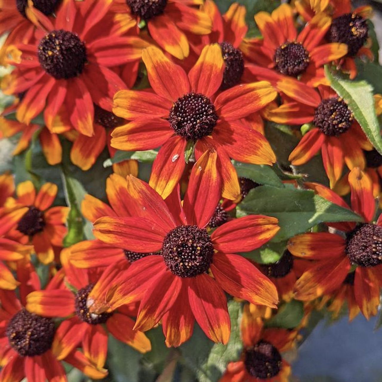 Sensational Black-Eyed Susan Varieties For Months Of Color | Gardening ...