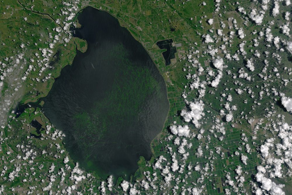 Massive Florida Algae Bloom Can Be Seen from Space | Space