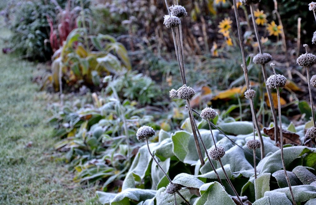 How to Revive Frost-Damaged Plants — 3 Simple Ways | Livingetc