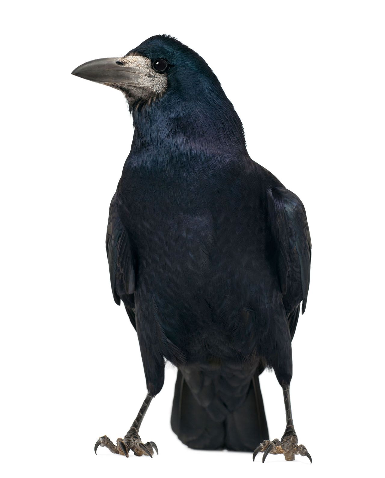Crows: Everything you need to know about the whole corvid family, from ...