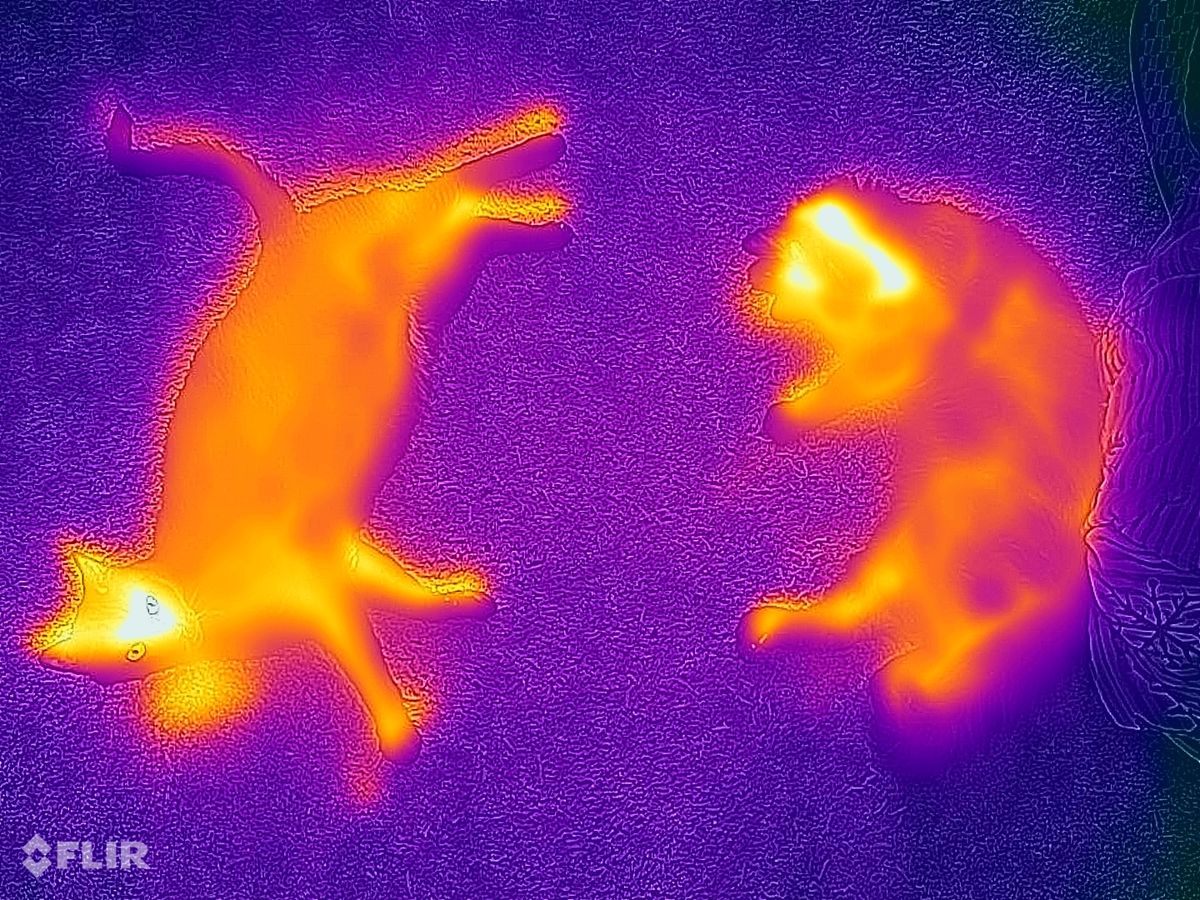 I used this rugged phone with a FLIR camera to see behind walls — and ...