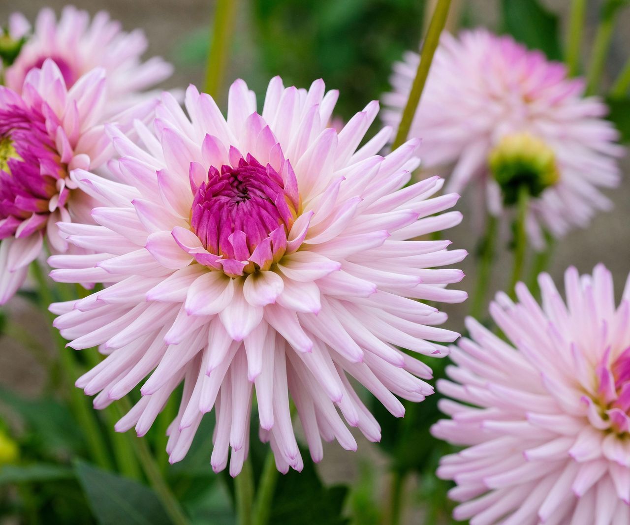 Types of dahlias: 16 showstoppers for beds and borders | Homes and Gardens