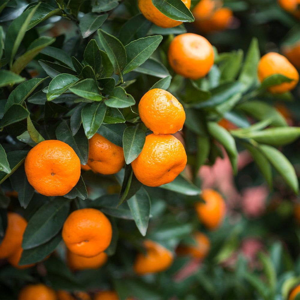 Fertilizer Spikes Are the Secret to Thriving Citrus Trees | Homes and ...