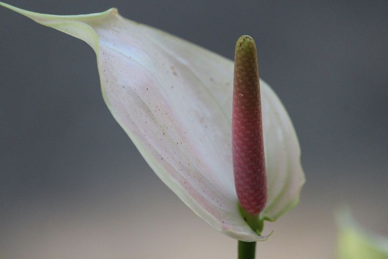 Spathe Flower Identification – Examples Of Spathes In Plants ...
