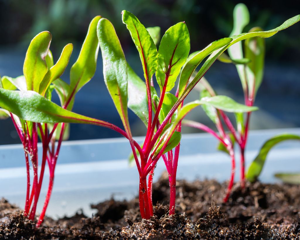 How to grow beets: for a healthy harvest | Homes and Gardens