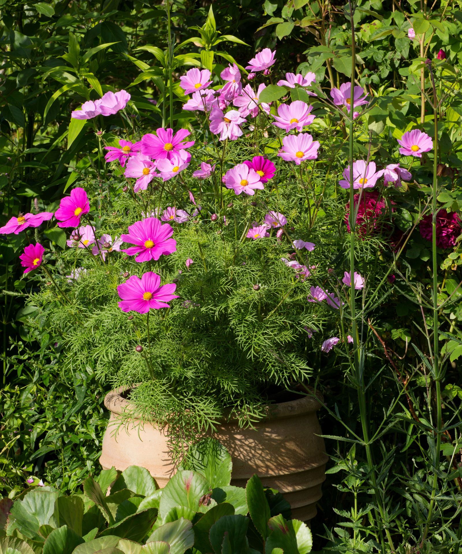 How to grow cosmos: expert tips on when and where to plant | Homes and ...