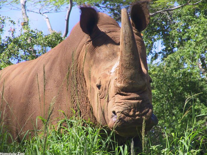 The World's Biggest Beasts: Here and Gone | Live Science