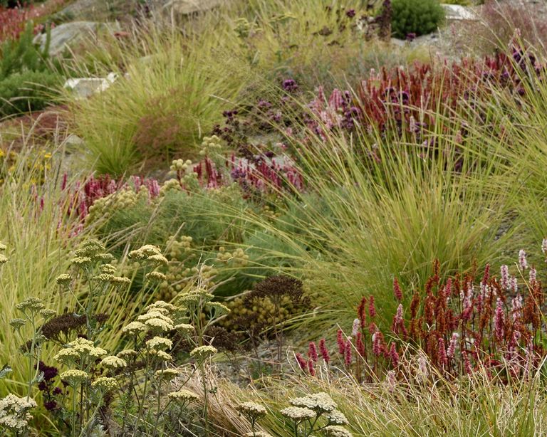 Desert landscaping ideas: 8 ways to create a verdant oasis | Gardeningetc