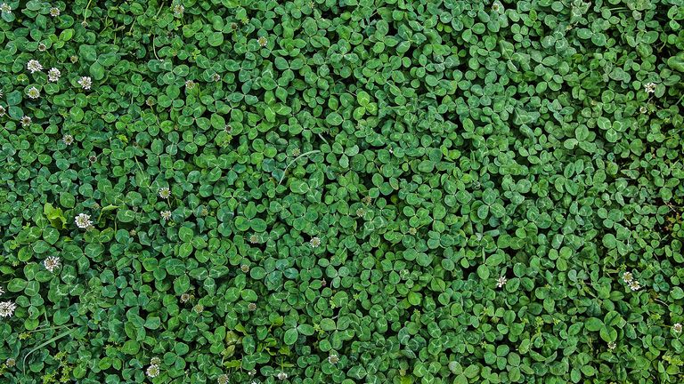 8 unexpected benefits of growing clover in your yard | Homes and Gardens