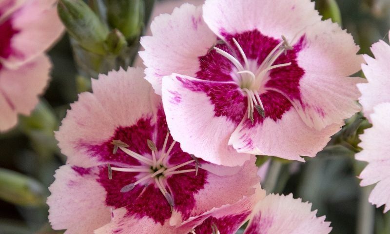 20 Spring Flowers & Plants For A One-Of-A-Kind Garden Display ...