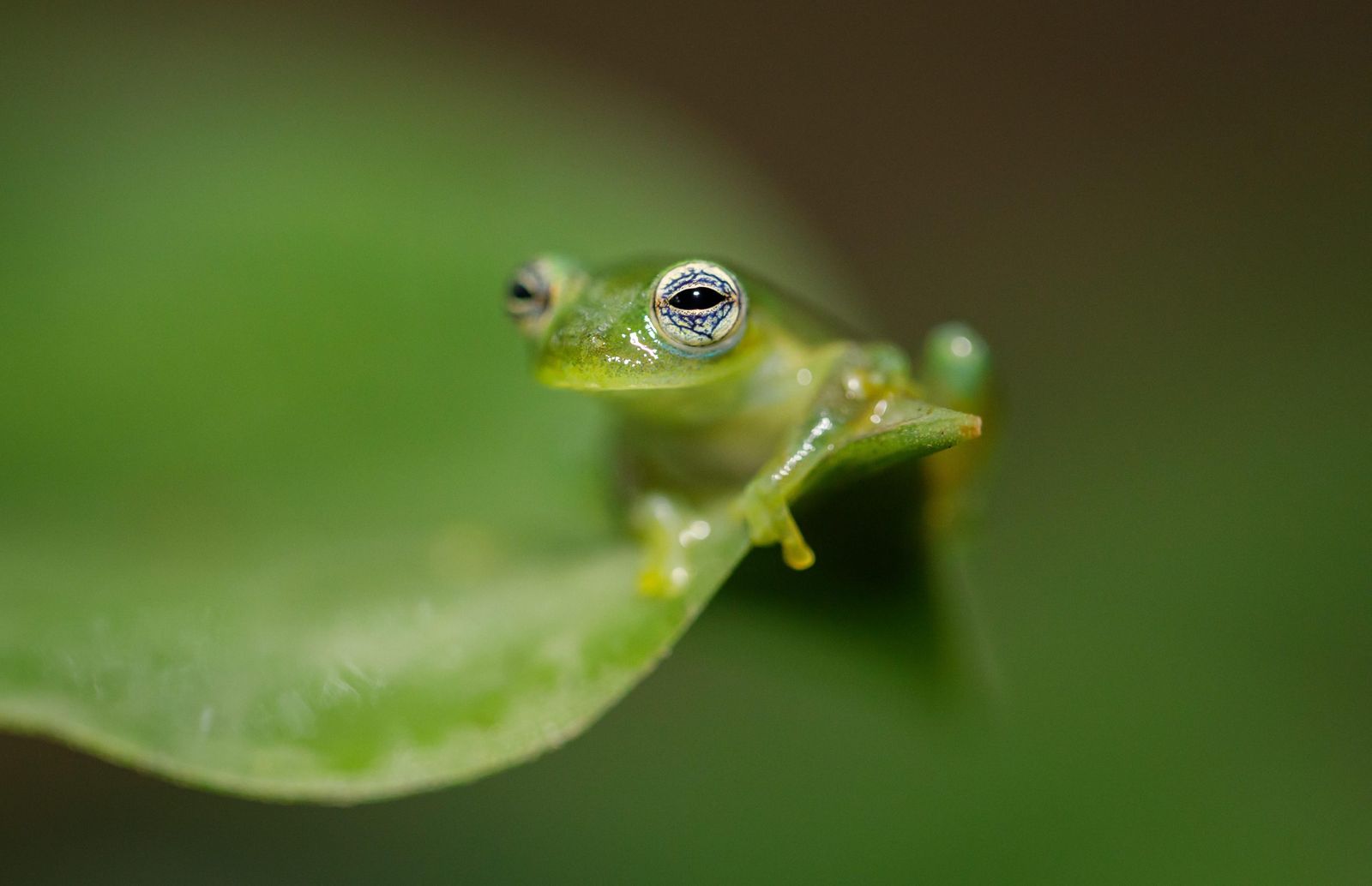 Frogs: Why we love them, why we don't, and the real-life Kermit frog ...