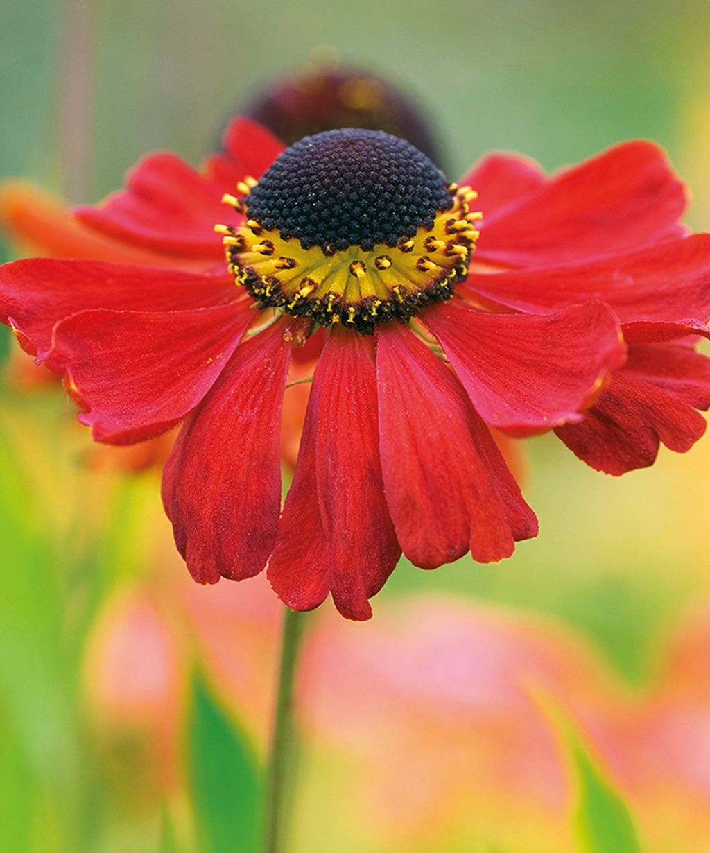 Types of helenium: 16 vibrant varieties for pots and borders | Gardeningetc