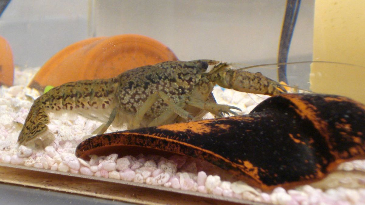 Self-cloning marbled crayfish spreading across the world | The Week