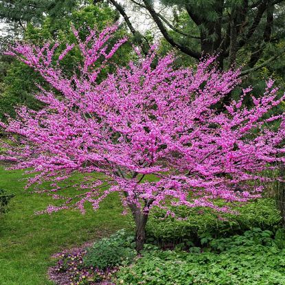 6 best trees that change color with the seasons | Livingetc