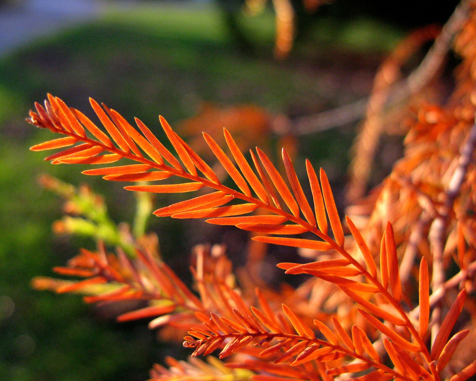 Best fast-growing trees: 10 trees to bring superfast impact | Gardeningetc