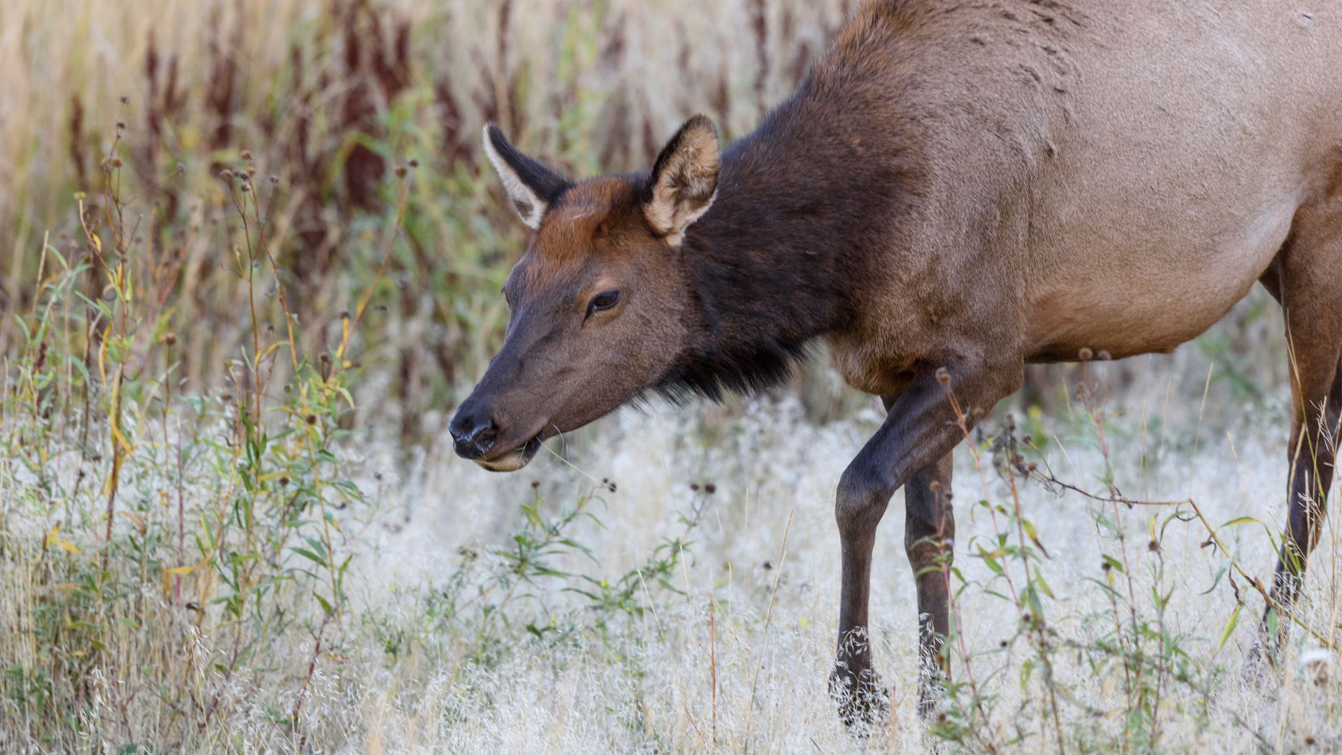 Angry Colorado elk "body slams" tourists' car to protect her calf ...
