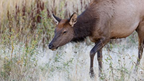 Angry Colorado elk "body slams" tourists' car to protect her calf ...