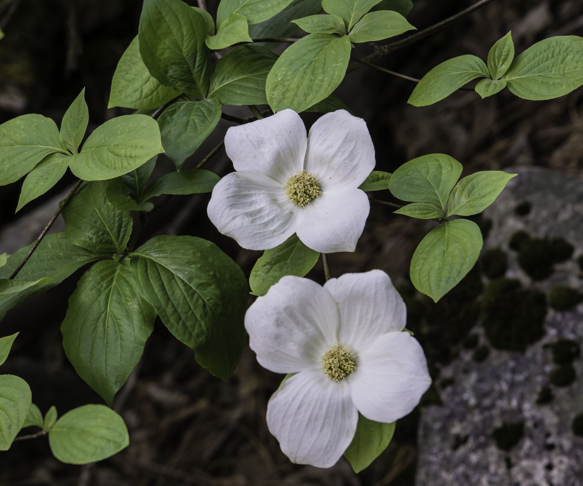 How and when to fertilize dogwoods: for healthy trees | Homes and Gardens
