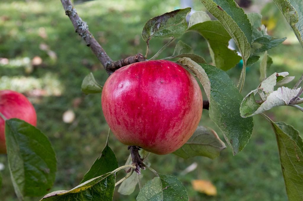 Akane Growing Requirements - How To Grow Akane Apples In The Landscape ...