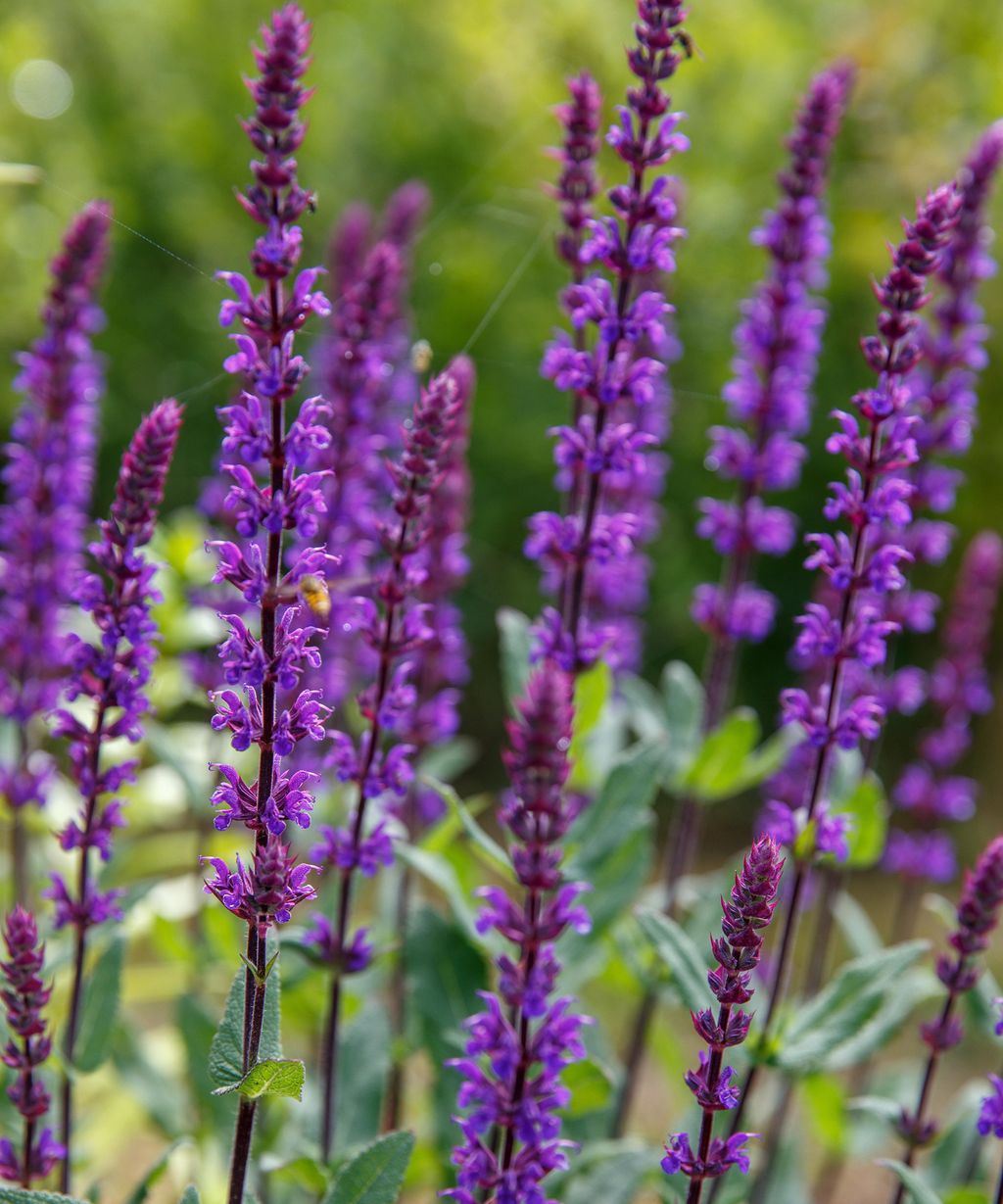 Best perennial plants for pots: 16 beautiful varieties | Homes and Gardens