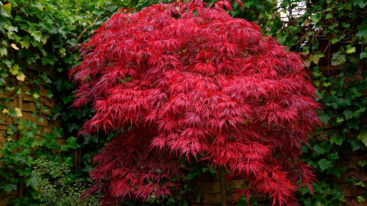 How to grow acers: follow our tips and add year-round interest to your ...