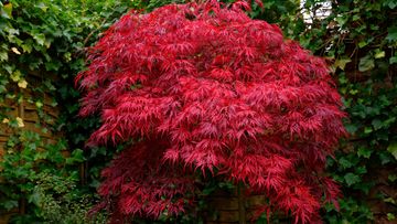 How to grow acers: follow our tips and add year-round interest to your ...