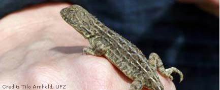 Lizards - News and Scientific Articles on Live Science | Live Science