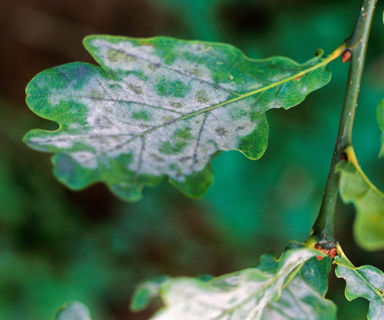 How to get rid of powdery mildew: for a healthier garden | Homes and ...