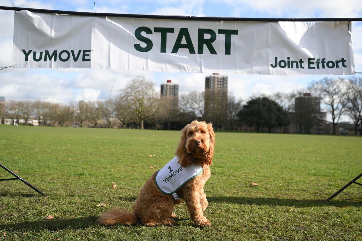 Olympian and world’s fastest vet designs dog relay race | PetsRadar