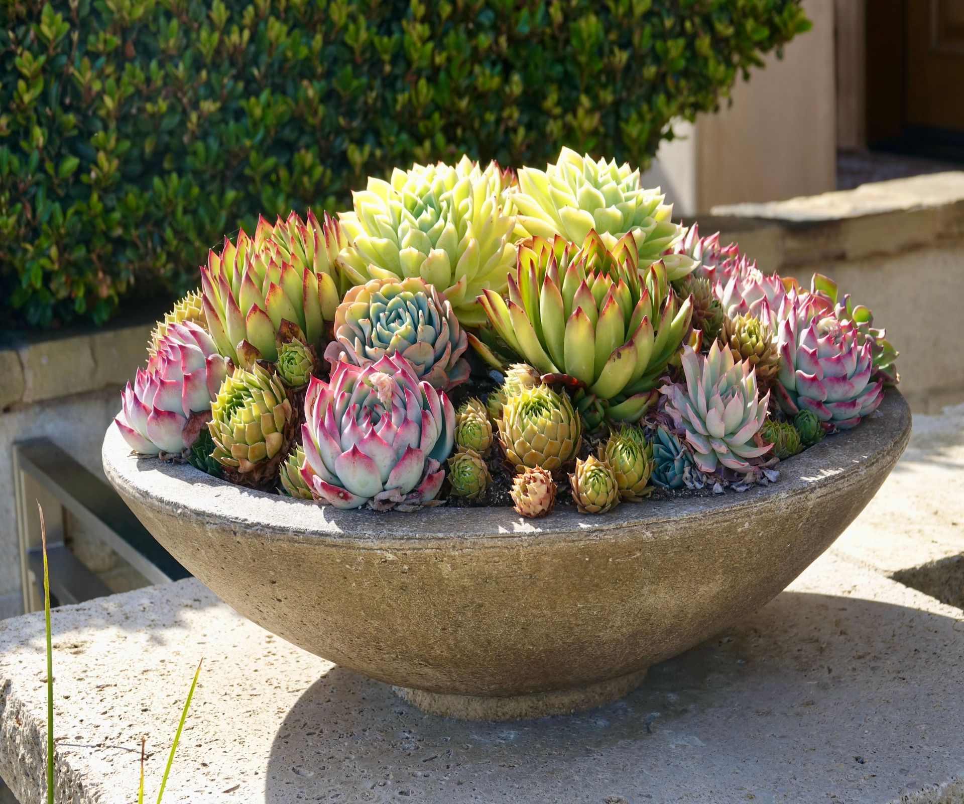 How to style with large decorative pots in the front yard | Homes and ...