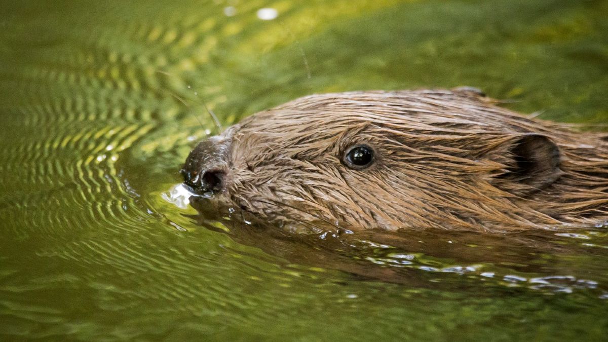 Beavers return to Hampshire for first time in four centuries | The Week