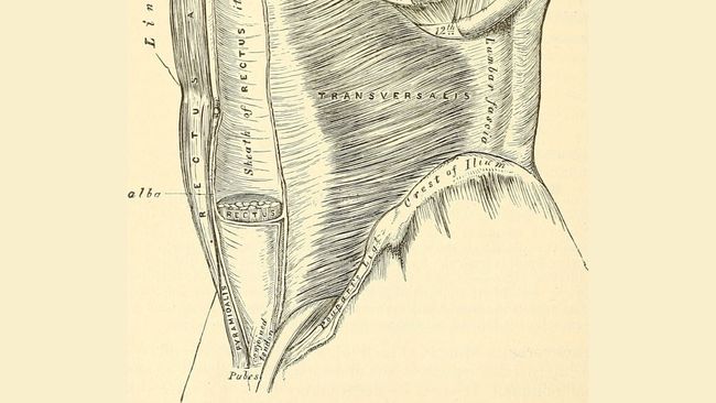 10 body parts that are useless in humans (or maybe not) | Live Science