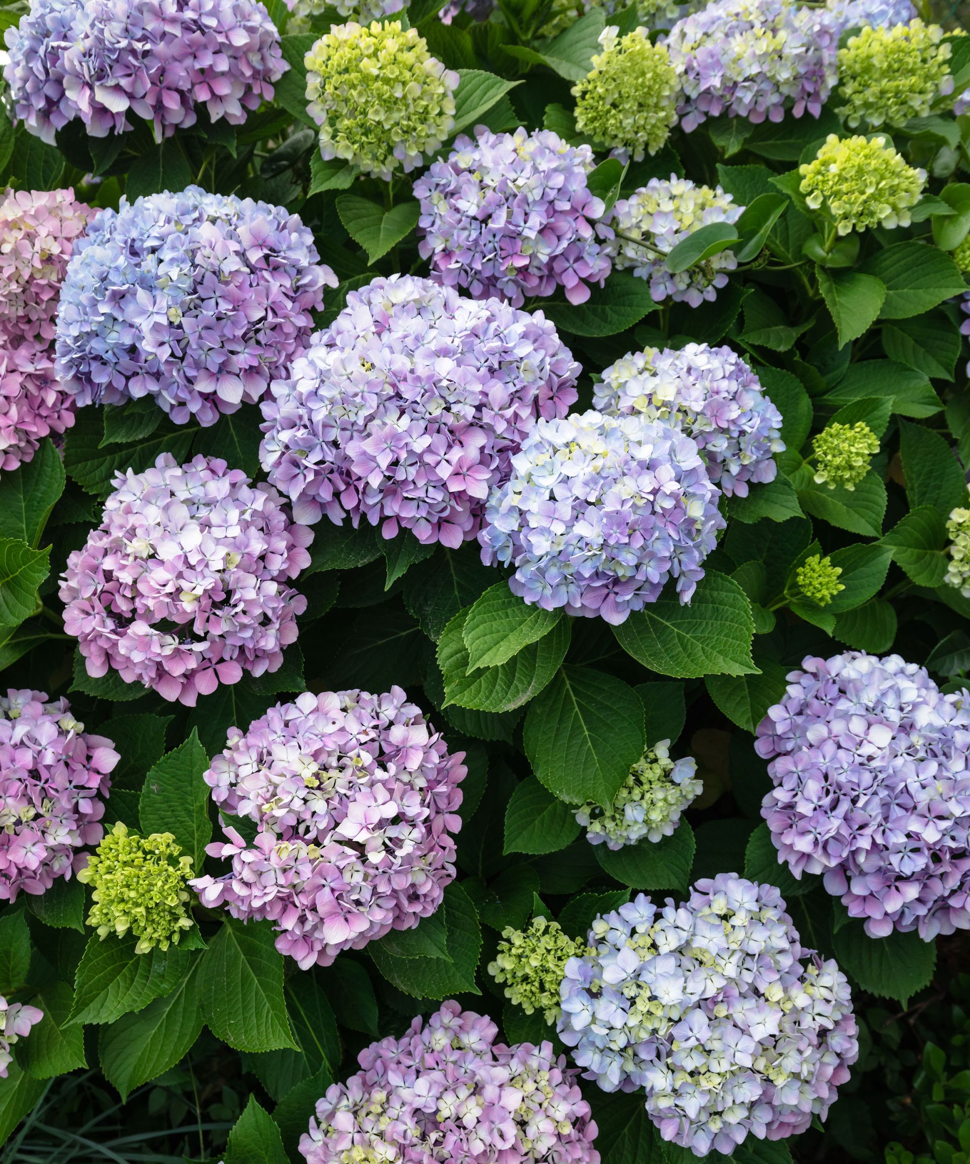 How to propagate hydrangeas: from cuttings, the easy way | Homes and ...