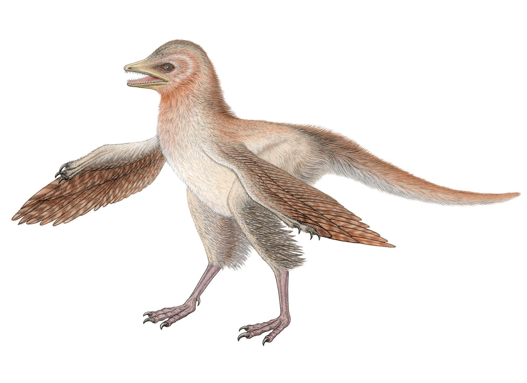 Tiny Feathered Dinosaur Found | Origin of Flight | Live Science