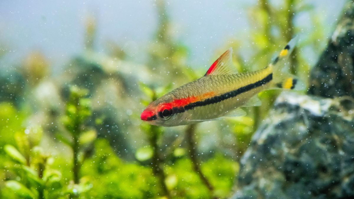 Types of freshwater fish for pets you can keep at home | PetsRadar