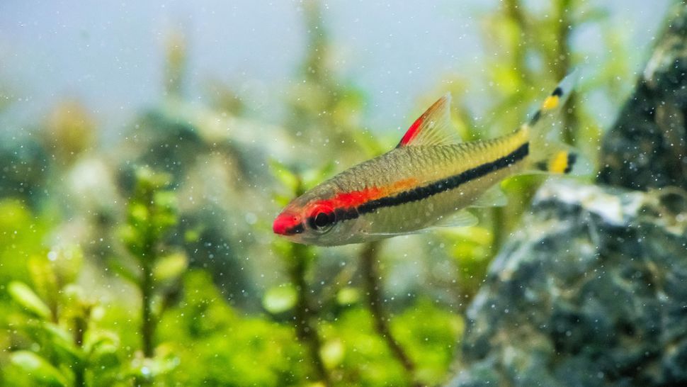 Types of freshwater fish for pets you can keep at home | PetsRadar