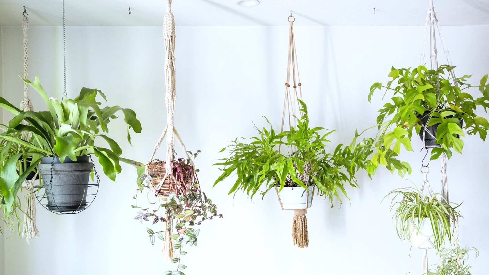 Best indoor hanging plants: 12 trailing varieties