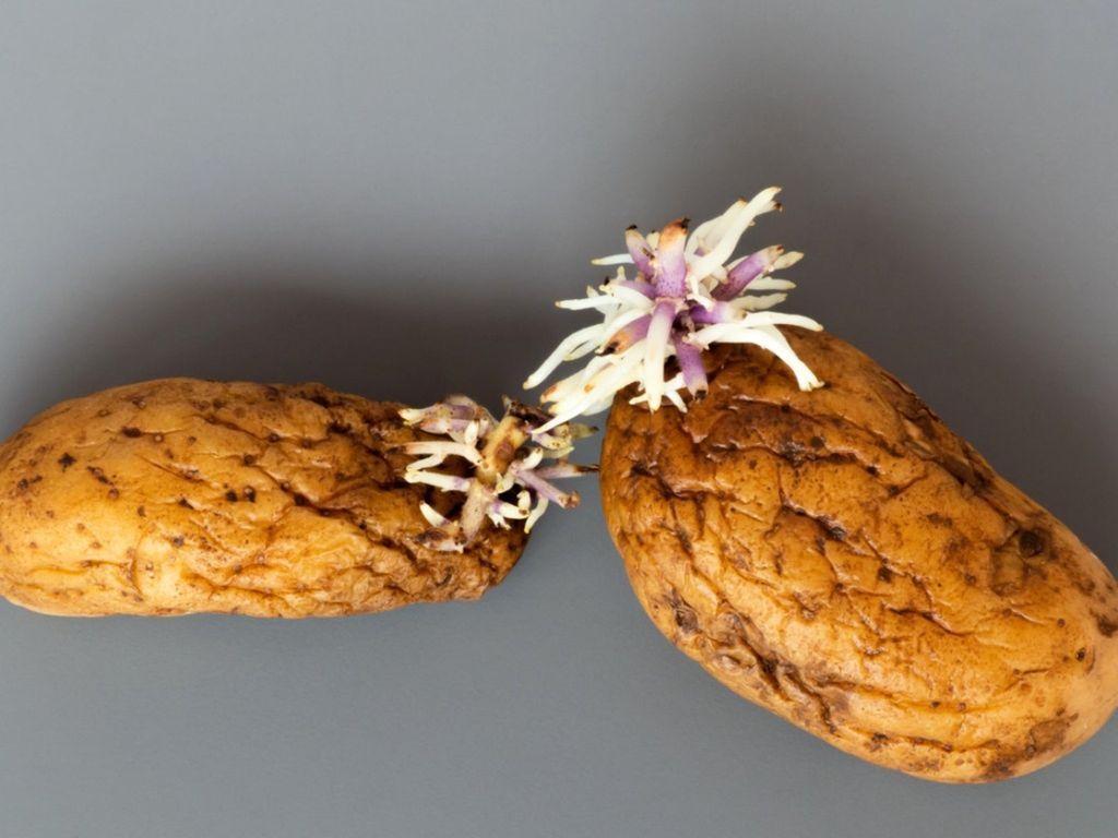 Adventitious Root Growth - Information About Plants With Adventitious ...