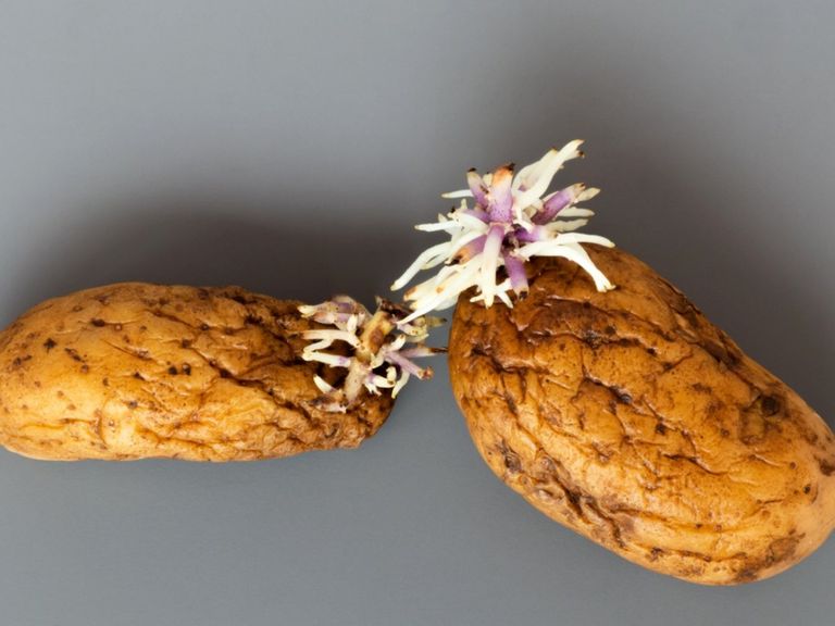 Adventitious Root Growth - Information About Plants With Adventitious ...