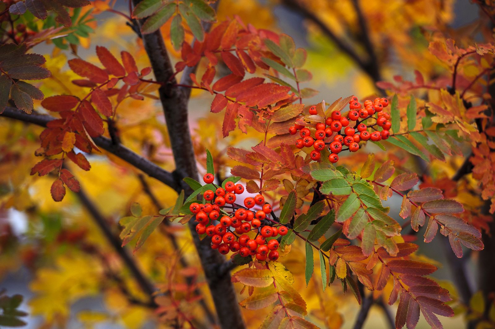 Best trees for fall color: with beautiful foliage | Homes and Gardens