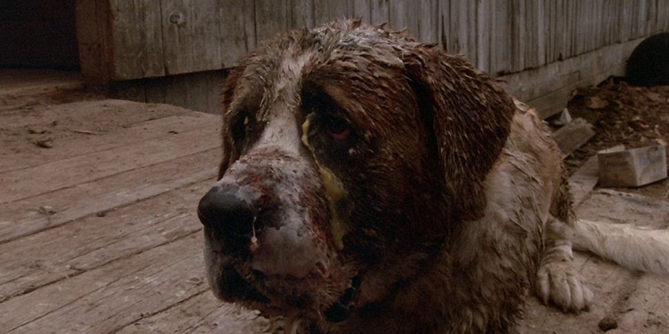 Adapting Stephen King's Cujo: Does The 1983 Classic Meet Its Full ...