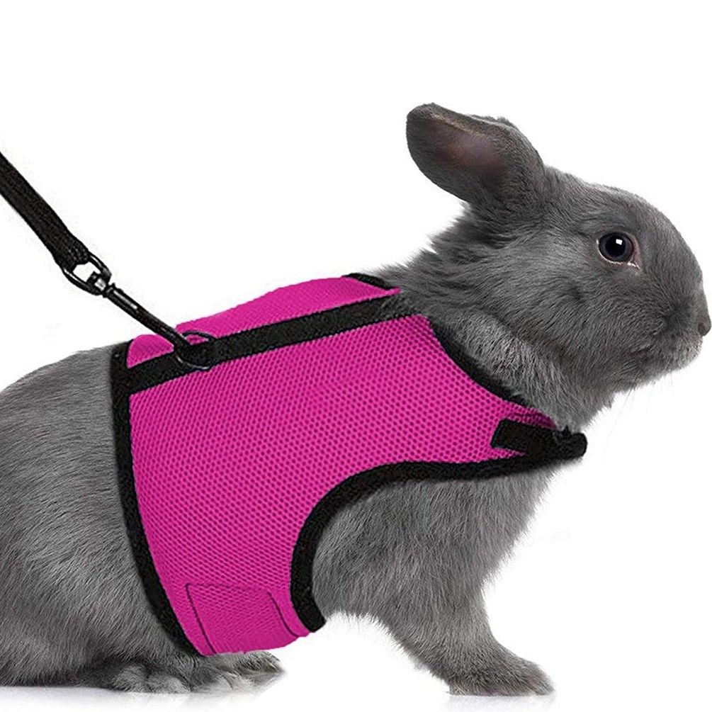 Best rabbit harness 2026: Let them explore in safety | PetsRadar